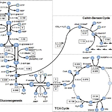 Genome Scale Metabolic Reconstruction Process Download Scientific