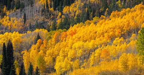 다채로운 단풍이 있는 활기찬 가을 풍경 · 무료 스톡 사진