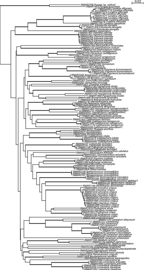 Phylogenetic Tree Showing The Relationships Uncorrected P Distances