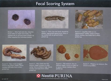 Fecal Chart Shows Pet Health By Scoring Poop We Live In A Flat
