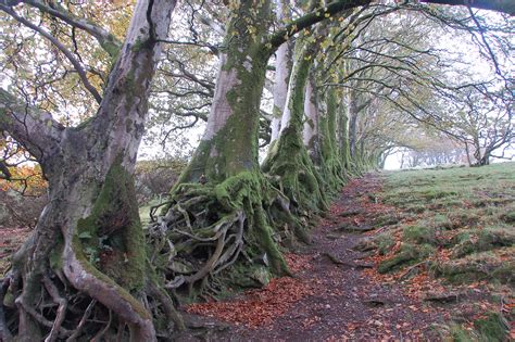 Git Worktrees Blognshepharddev