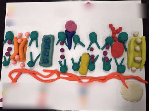 Phospholipid Bilayer Diagram Diagram Quizlet