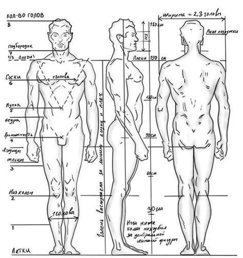 Пропорции Человека Уроки Академического Рисования Основы • ИзоКурс