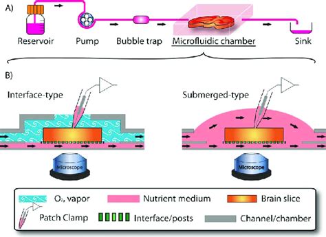 Microfluidic Brain Slice Devices A Schematic Diagram Of Microfluidic Download Scientific
