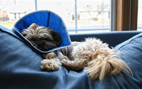 Make A Better Dog Cone With This Pool Noodle Dog Cone Tutorial Calm