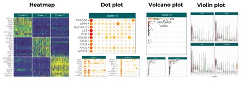 Cell Identification How It S Done Single Cell Discoveries