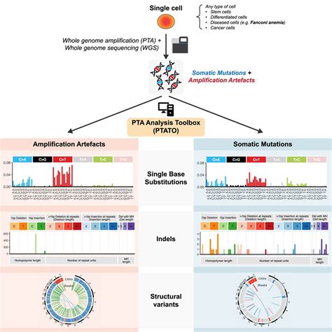 Comprehensive Single Cell Genome Analysis At Nucleotide Resolution