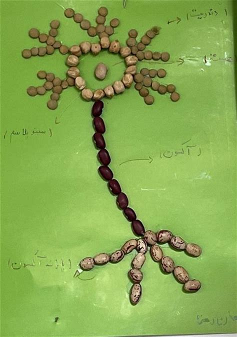 علوم کلاس پنجم مهاد