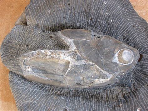 Devonian Placoderms Of Morocco General Fossil Discussion The Fossil Forum