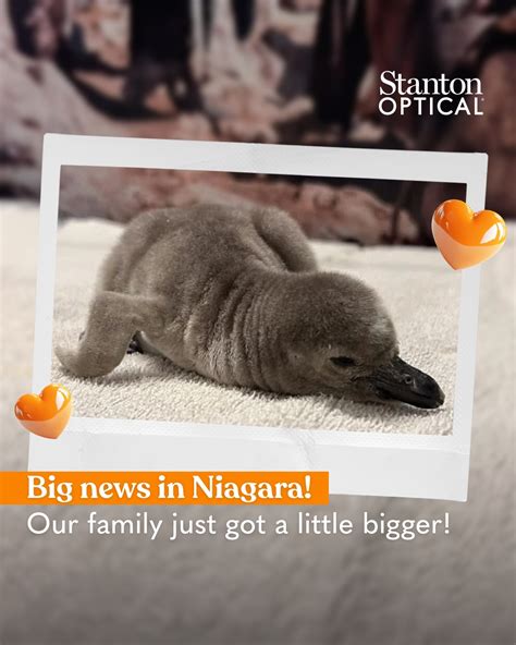Stanton Stan The Penguin Is Thrilled To Welcome The Tiniest New