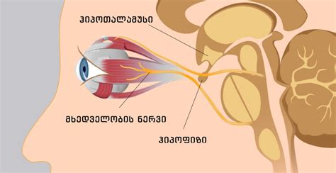 8 ეფექტური რჩევა თქვენი თვალებისთვის 100 იანი მხედველობის აღდგენისა და შენარჩუნებისთვის