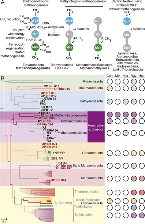 Methanogenic Archaea