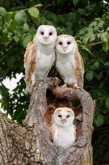 Pin by 1 on 禽 鳥 獸 | Owl, Animals beautiful, Cute animals