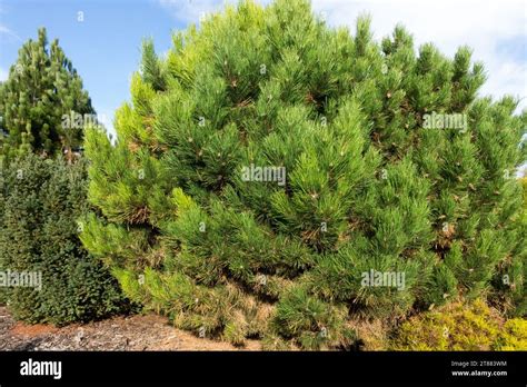 Austrian Pine European Black Pine Tree Garden Conifer Pinus Nigra Globosa Litomyšl Stock
