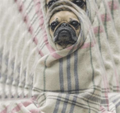 Pug In The Rug R Pug In The Rug