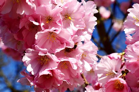 아름다운 벚꽃 분홍색 꽃잎에 꽃가루를 수집 하는 작은 꿀벌 영국에서 봄 시즌에 아름 다운 화창한 날 천연 계절 봄 배경 0명에 대한 스톡 사진 및 기타 이미지 Istock