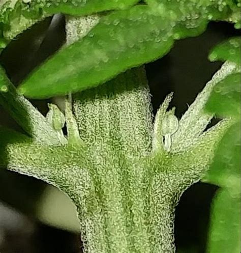 Sex Anyone Male I Think But Wanted You Re Input R Microgrowery