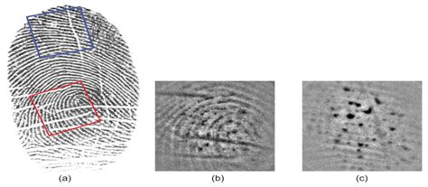 Fingerprint Systems Sensors Image Acquisition Interoperability And