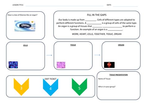 Exploring Science 7a Cells Tissues Organs And Systems Teaching Resources