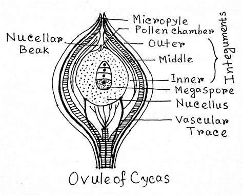 Cycadales An Overview