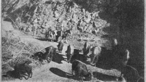 The Origin Of Bison On Catalina Island Complete Timeline