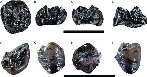 El Gran Simio Más Pequeño Conocido Vivió En Europa Hace 11 Millones De