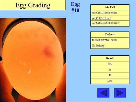 Ppt Grading Eggs For Interior Quality Practice 85 Poultry Cde