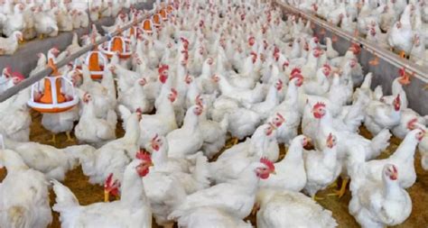 যে কারণে হঠাৎ এত কমে গেল মুরগির দাম