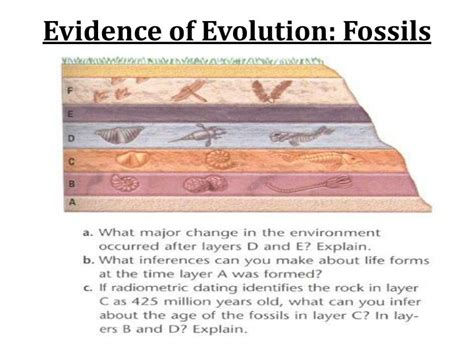 PPT Structural Evidence Of Evolution PowerPoint Presentation ID
