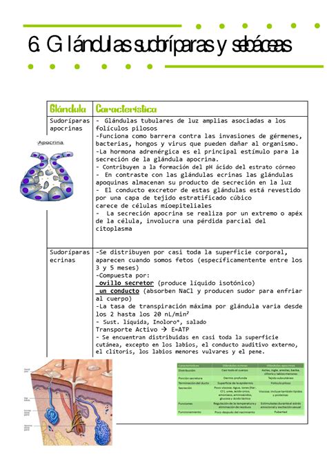 Solution Tipos De Gl Ndulas Pdf Studypool