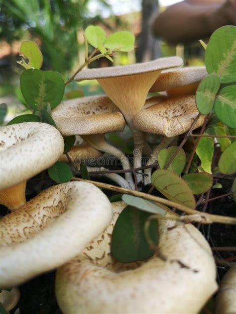 The Spread Of Lentinus Tigrinus Mushroom Reproduction With Spores So
