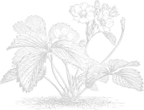 Class Using Herbs In The Garden Grandmas Gardens