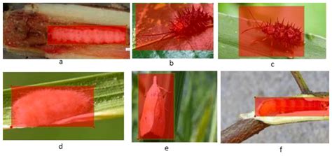 A New Deep Learning Based Technique For Rice Pest Detection Using Remote Sensing Peerj