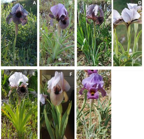 Lebanese Receives National Geographic Society Grant To Protect Lebanons Endemic Royal Irises