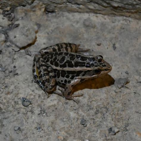 Frogs In West Virginia 14 Vibrant Species