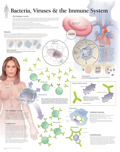 Chart Bacteria Viruses And Immune System