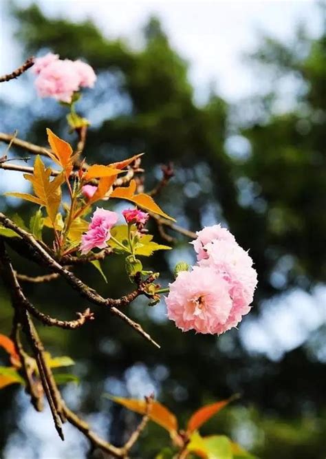 驚艷花顏！一枝獨秀！ 每日頭條