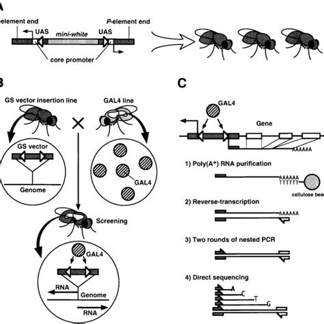 —schematic Representation Of The Gs System A Structure Of The Gs