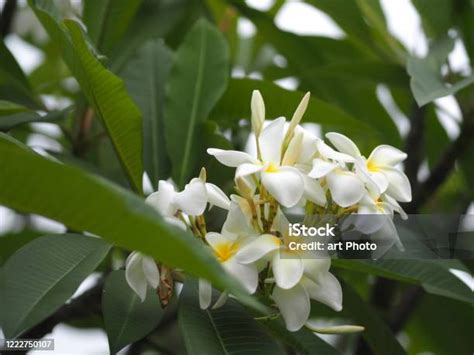 프랑지파니 플루메리아 묘지 사원 나무 아포시나과 정원 자연 배경 꽃잎에 피는 꽃잎은 흰색 중간 부분은 노란색 0명에 대한 스톡 사진 및 기타 이미지 Istock