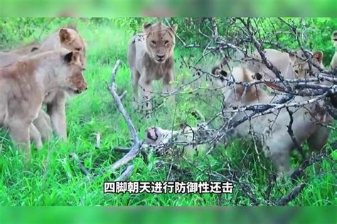 十几头狮子围猎一只花豹，观光车上的人目睹全过程却无动于衷观光狮子全过程