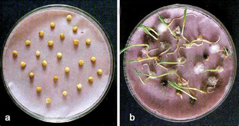 In Vitro Evaluation For Sorghum Grain Mold A Inoculated Grains On A