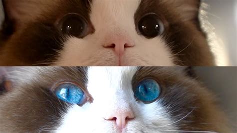 시간에 따라 변하는 고양이의 신비로운 눈 Youtube