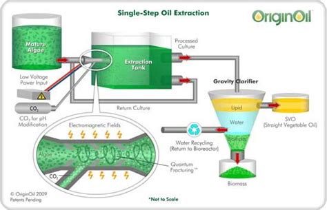 Discover The Versatile Ways To Extract Algae Oil