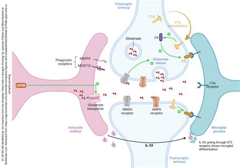 Synaptic Pruning Developing Expertise In Neuroscience