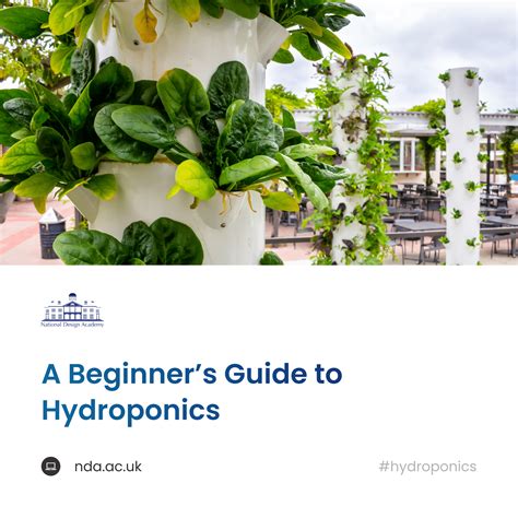 Hydroponics For Beginners