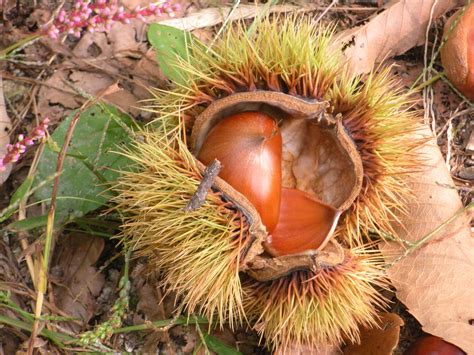 100 무료 열매 밤 And 밤 이미지 Pixabay