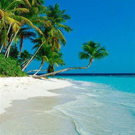 Palm Trees Beach  At Tommie Moody Blog