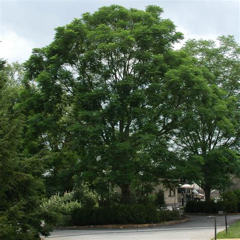 Iowa Tree In The Road