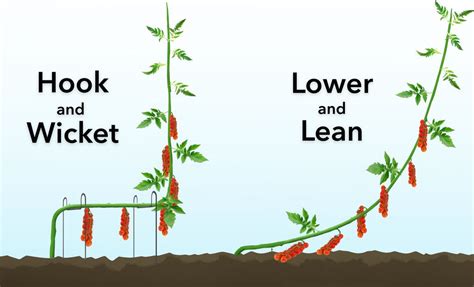 Trellis Hook And Clips 250 Plant Bundle Neversink Tools