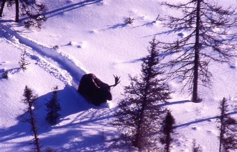 Moose Hunting In Nipigon Where 60 Inch Racks Are Taken Each Year